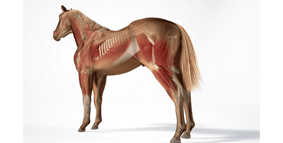 APA | Vestibular rehabilitation